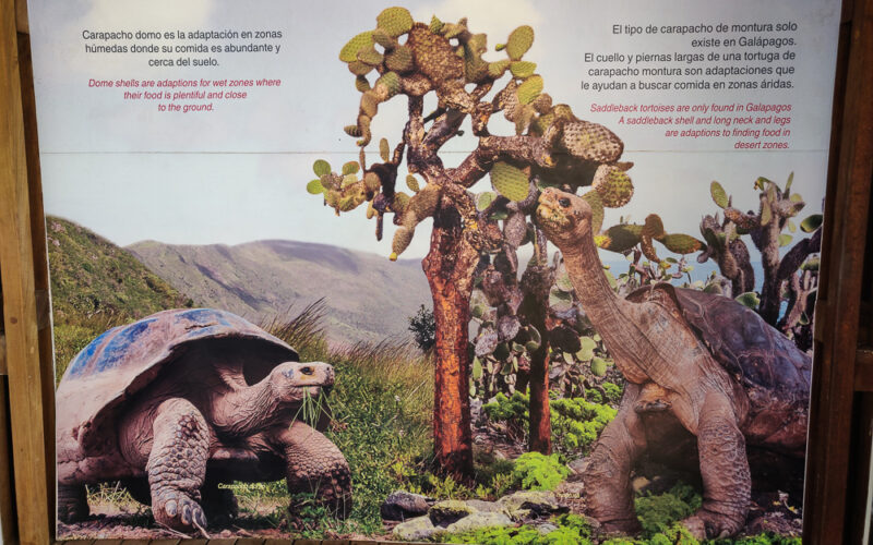 Santa Cruz – Tortoises and Tortuga Bay | Lark on the Move